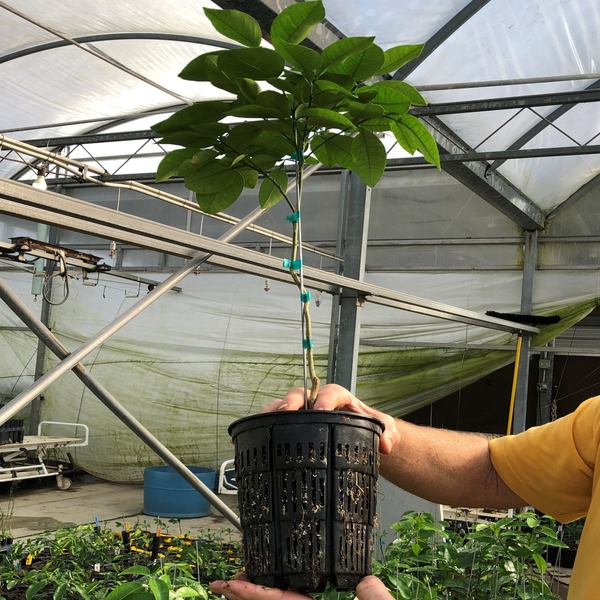 RediRoot Plastic Aeration Container #1 – Growers Co-Op